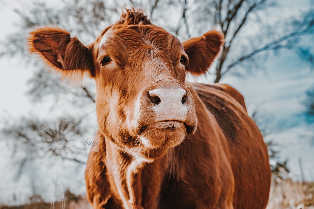 Red Cow Print / Instant Download - Etsy