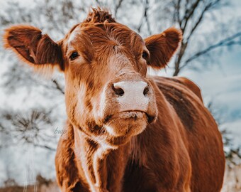 Farmhouse Red Cow Print / Instant Download | Etsy
