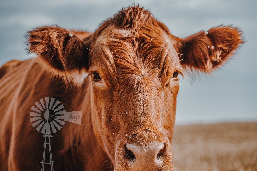 Farmhouse Red Cow Print / Instant Download - Etsy