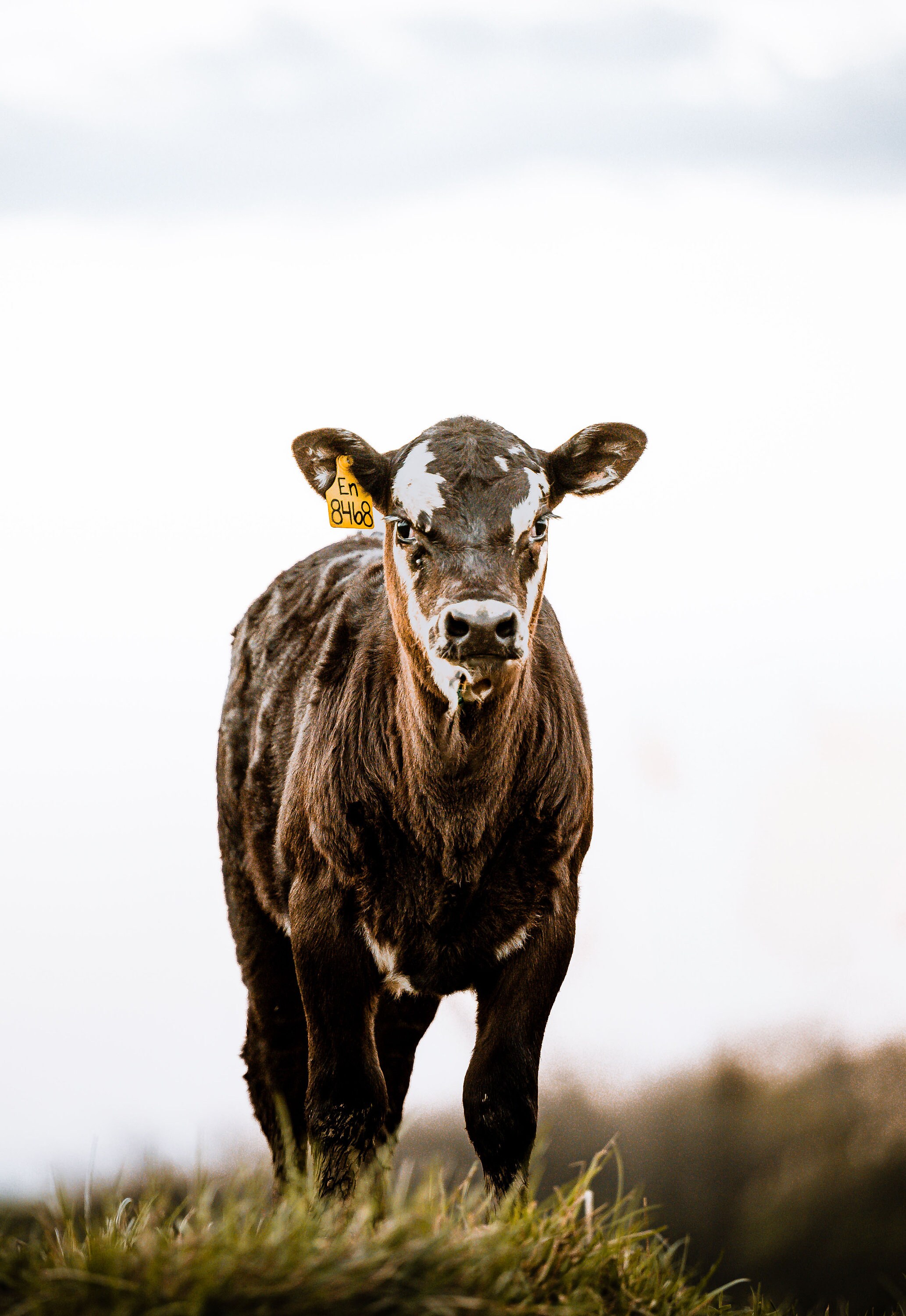 Calf / Black Baldy / Farmhouse Decor / Instant Download - Etsy