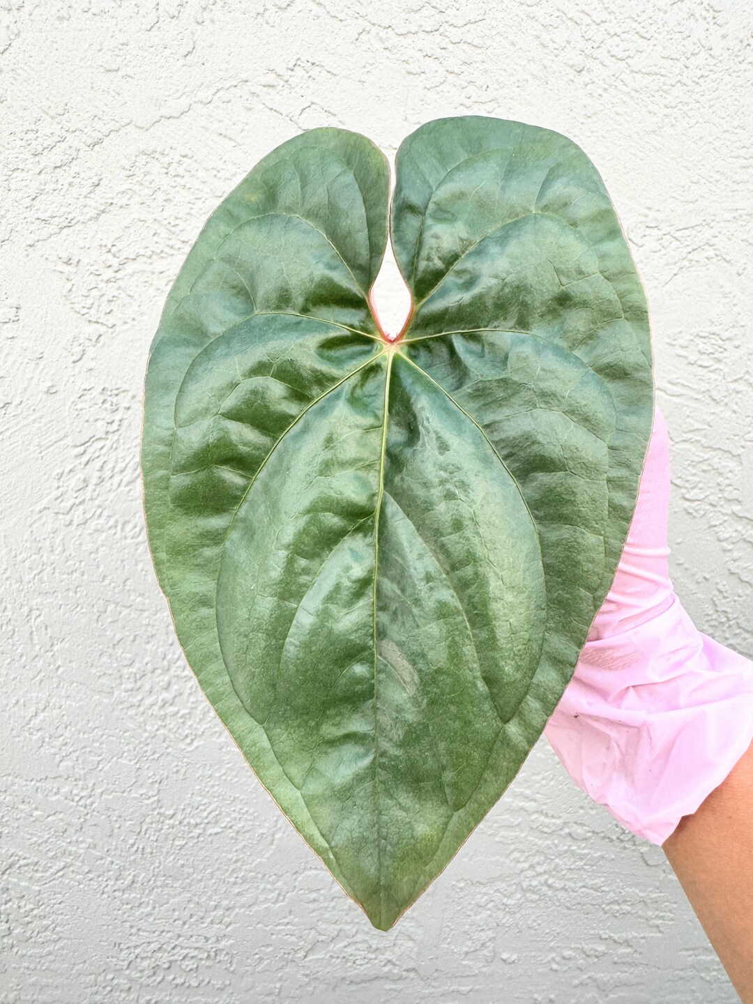 Anthurium Peru Silver Rare Plant US Seller Free Shipping - Etsy