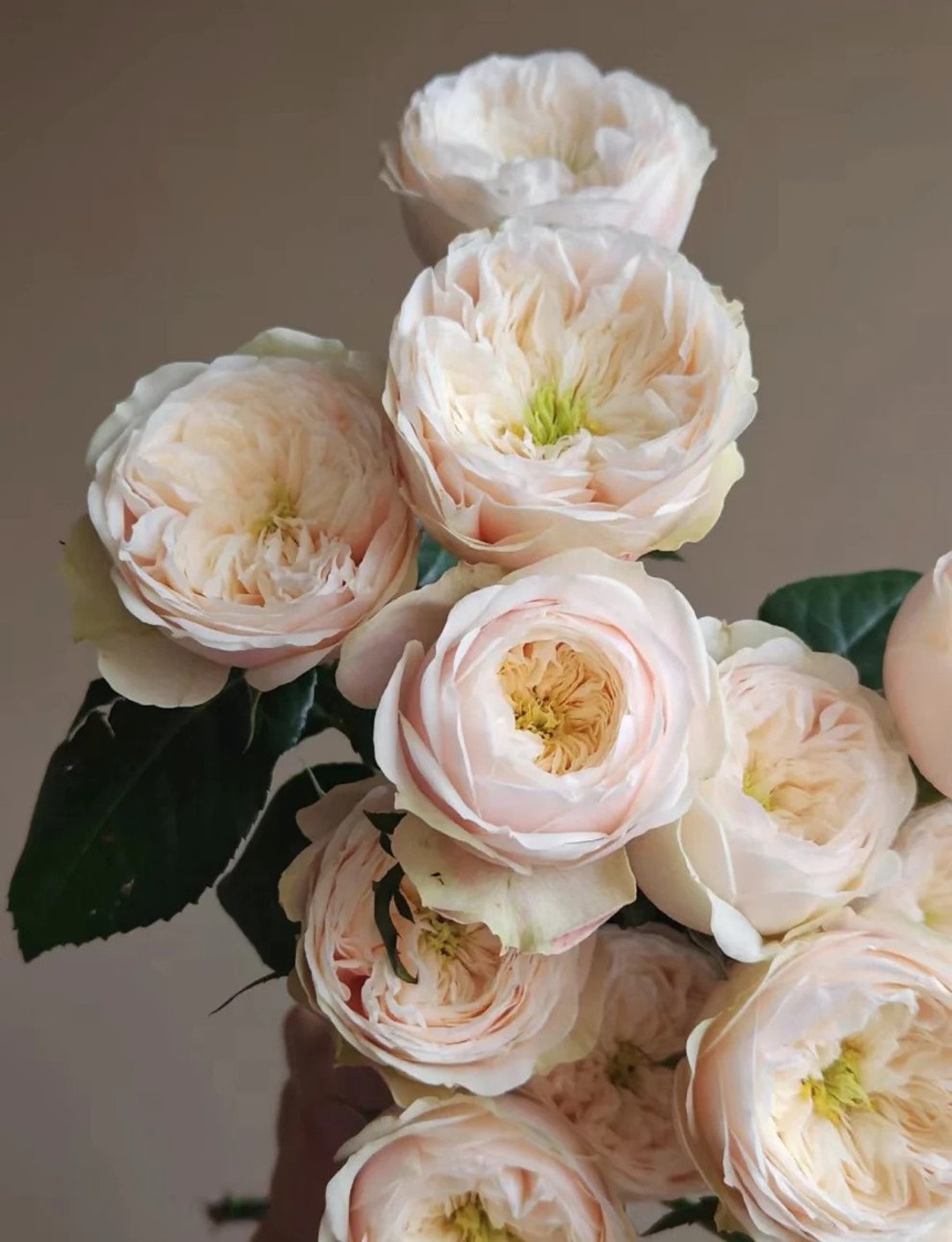 Rose Darlington- Cutting Rose Live Plant Roes 1 Gallon Size - Etsy