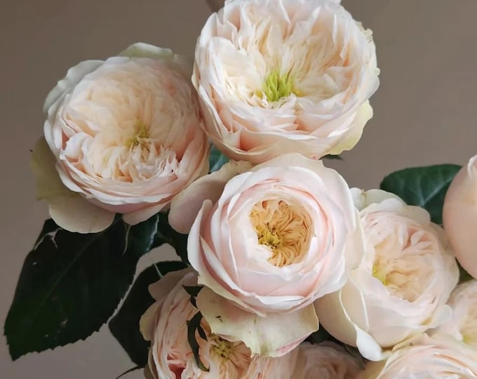 Rose Darlington- Cutting Rose Live Plant Roes 1 Gallon Size - Etsy