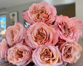 仙女泉 Rose Wellenspiel 1 Gallon Live Plant 1 Gallons Size - Etsy