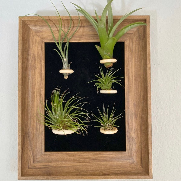 Air Plant Frame - Etsy