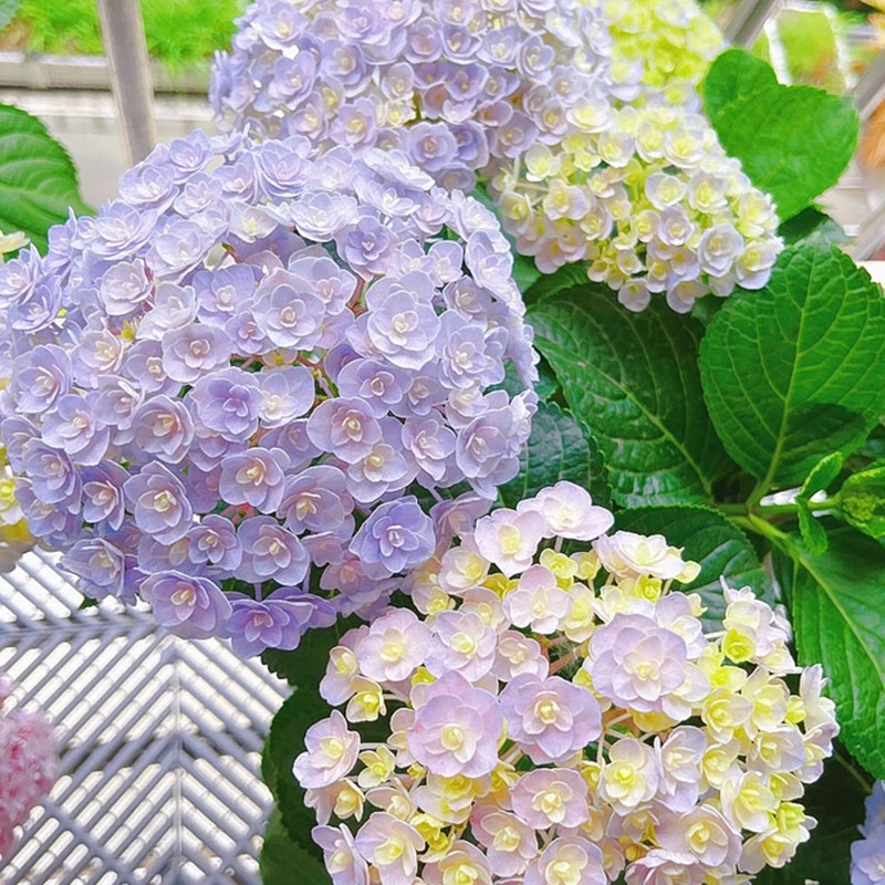 Hydrangea Plant - Etsy