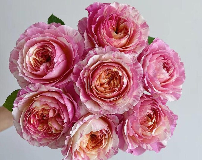 Rose Claude Monet 莫奈 .shrub Rose France. Rose 4inch Size - Etsy
