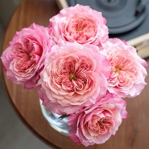 Miyabi 雅 Japanese Rose Cut Rose.continue Blooming- 6 Inch - Etsy