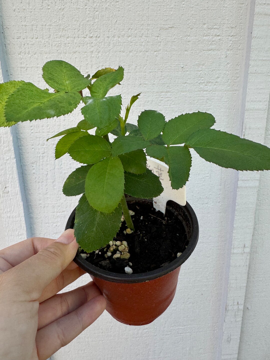 Rose juicy Terrazza月季 果汁阳台 ownroot Live Plant. Excellent Disease ...