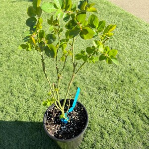 Cutting Rose Victoria Secret 1 Gallons - Etsy