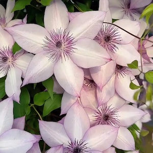 Clematis Utopia 乌托邦 - Etsy