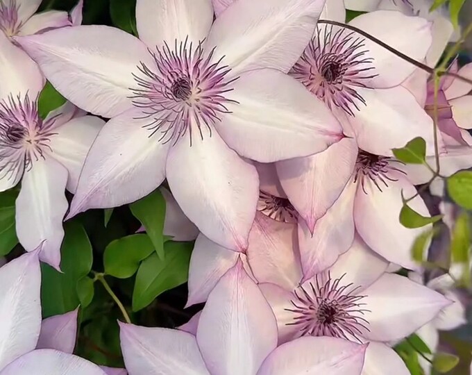 Clematis Utopia （乌托邦）. - Etsy