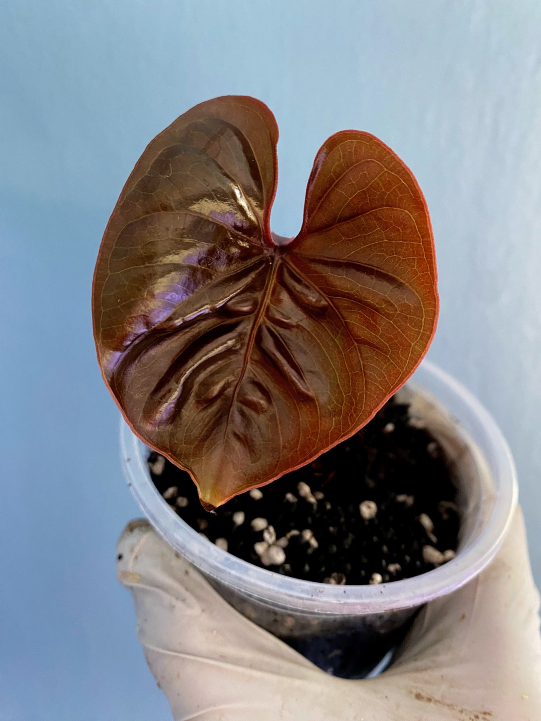 Anthurium Peru Silver Rare Plant US Seller Free Shipping - Etsy