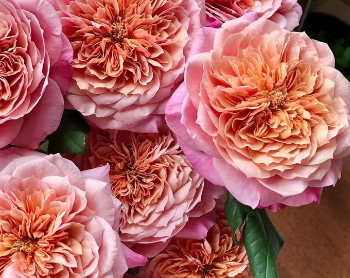 Rose【mikoto｜みこと】- 1.5 Gal Ownroot Liveplant｜keiji Kunieda 2016｜miyabi ...