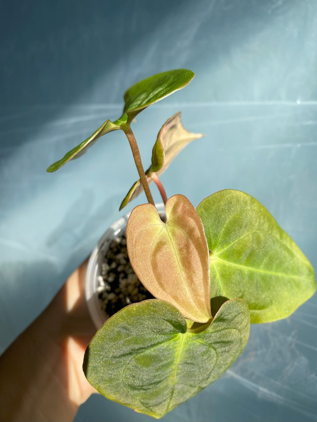 Anthurium Papillilaminum Papi Rare Plant US Seller Free - Etsy