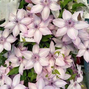 Clematis Utopia 乌托邦 - Etsy