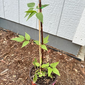 Clematis Utopia 乌托邦 - Etsy