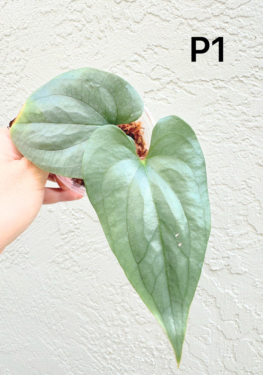 Anthurium Peru Silver Rare Plant US Seller - Etsy