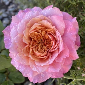 Miyabi 雅 Japanese Rose Cut Rose.continue Blooming- 6 Inch - Etsy
