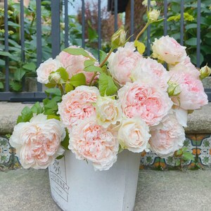 Rose M-perzik 佩尔朱克 Strong Fragrance (1 Gallon ) Shrub Rose - Etsy