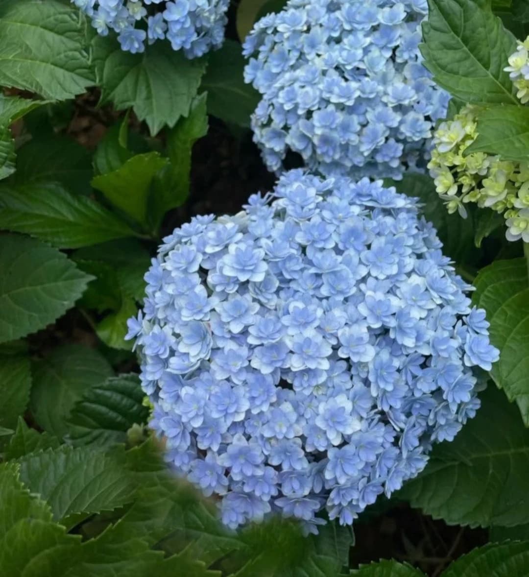Japanese Hydrangea Hanatemari (花手鞠）1 Gallon Size - Etsy