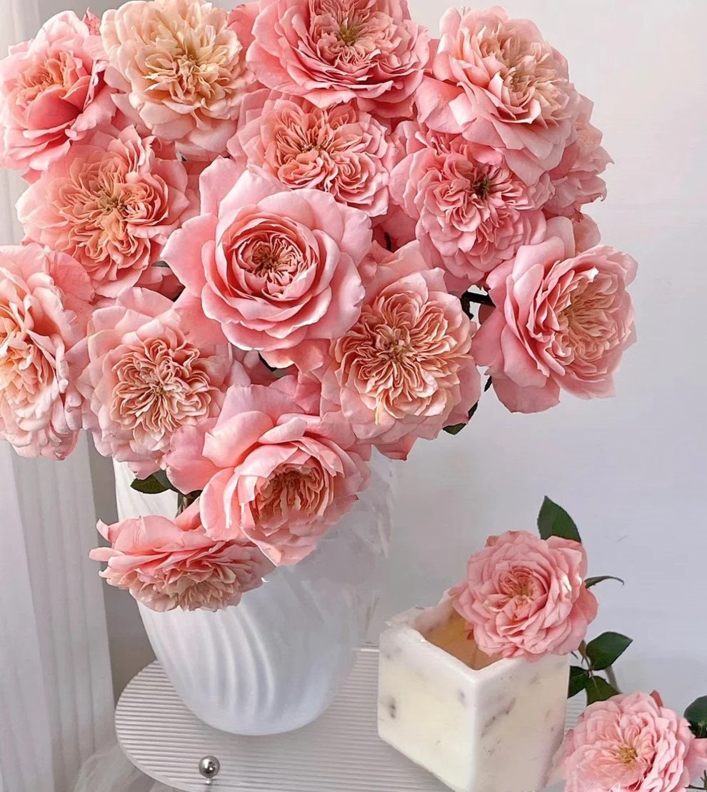 Rose Mikoto 美琴 1 Gallon Live Plant - Etsy