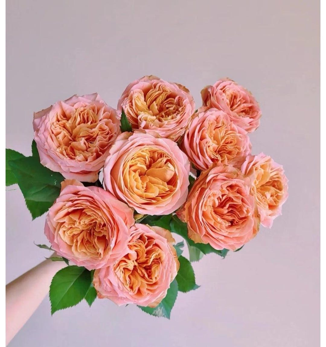 Rose Funky Peach 1 Gallon Size - Etsy
