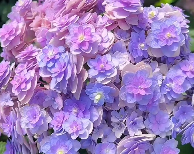 Hydrangea Surprise (你我的惊喜）1gallons Size - Etsy