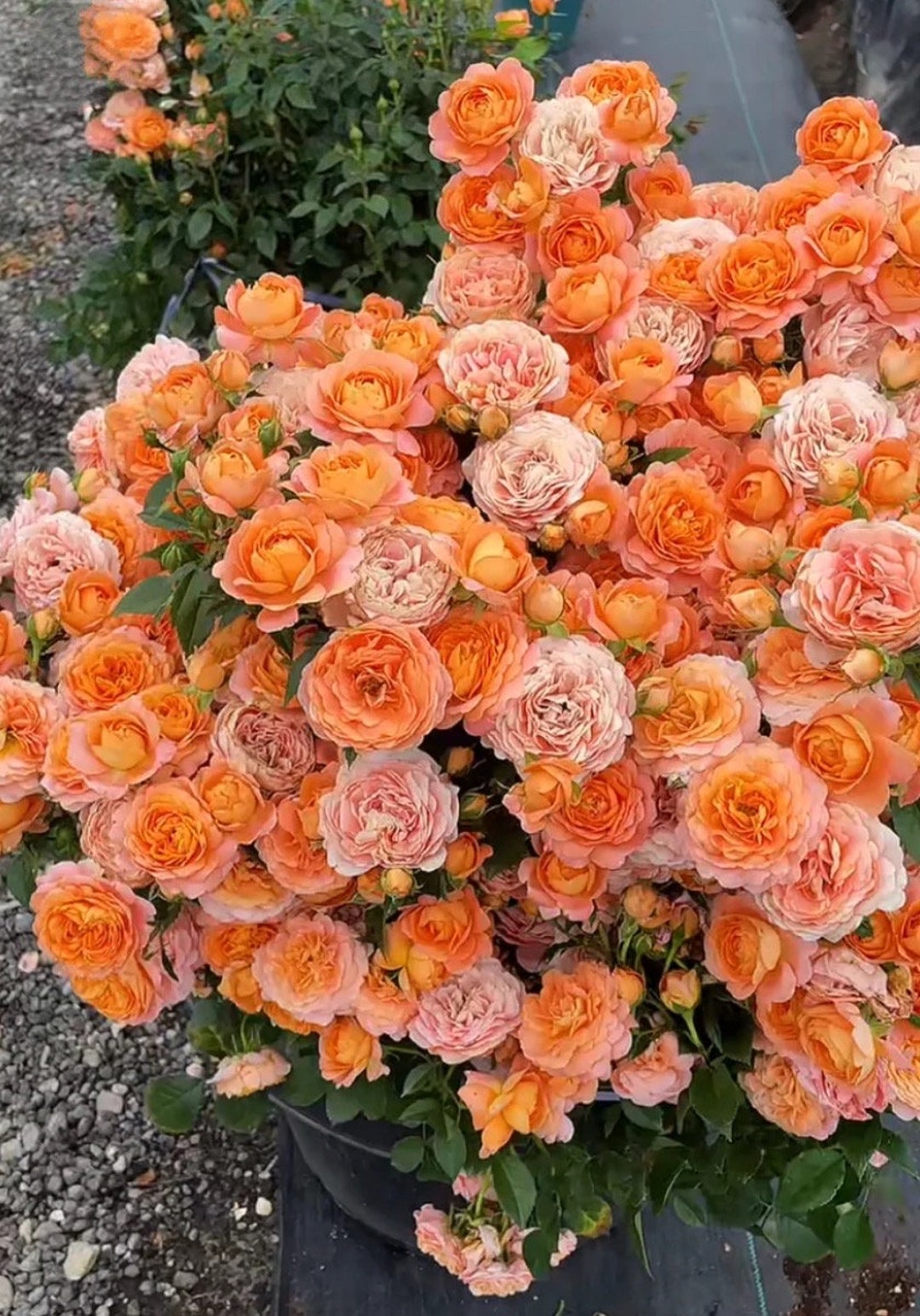 Rare Rose Juicy Terraza | 果汁阳台| 1 Gallon Live Plant - Etsy