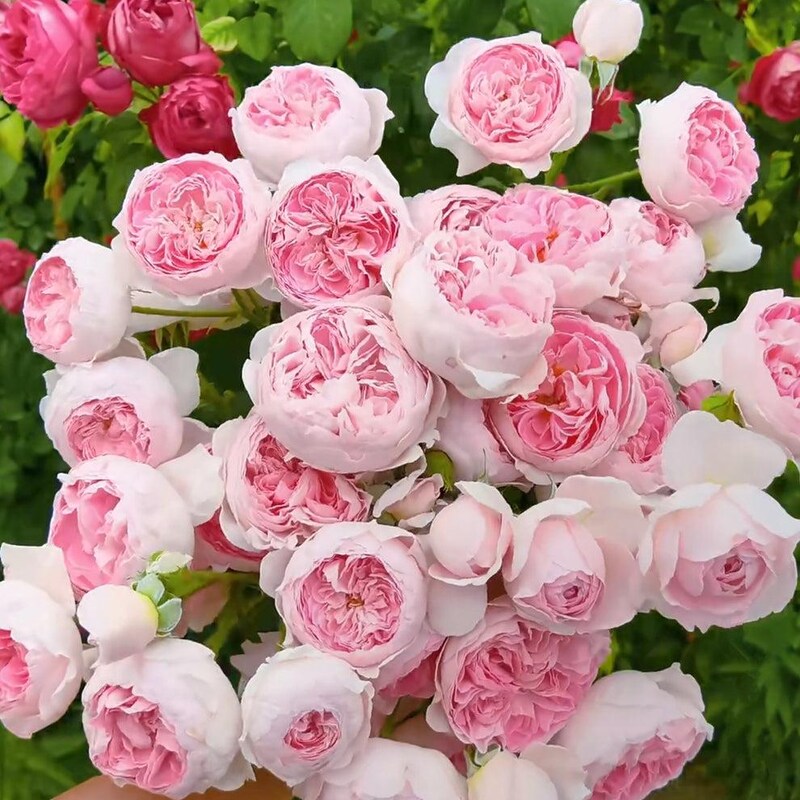 Japanese Roses Cuttings - Etsy