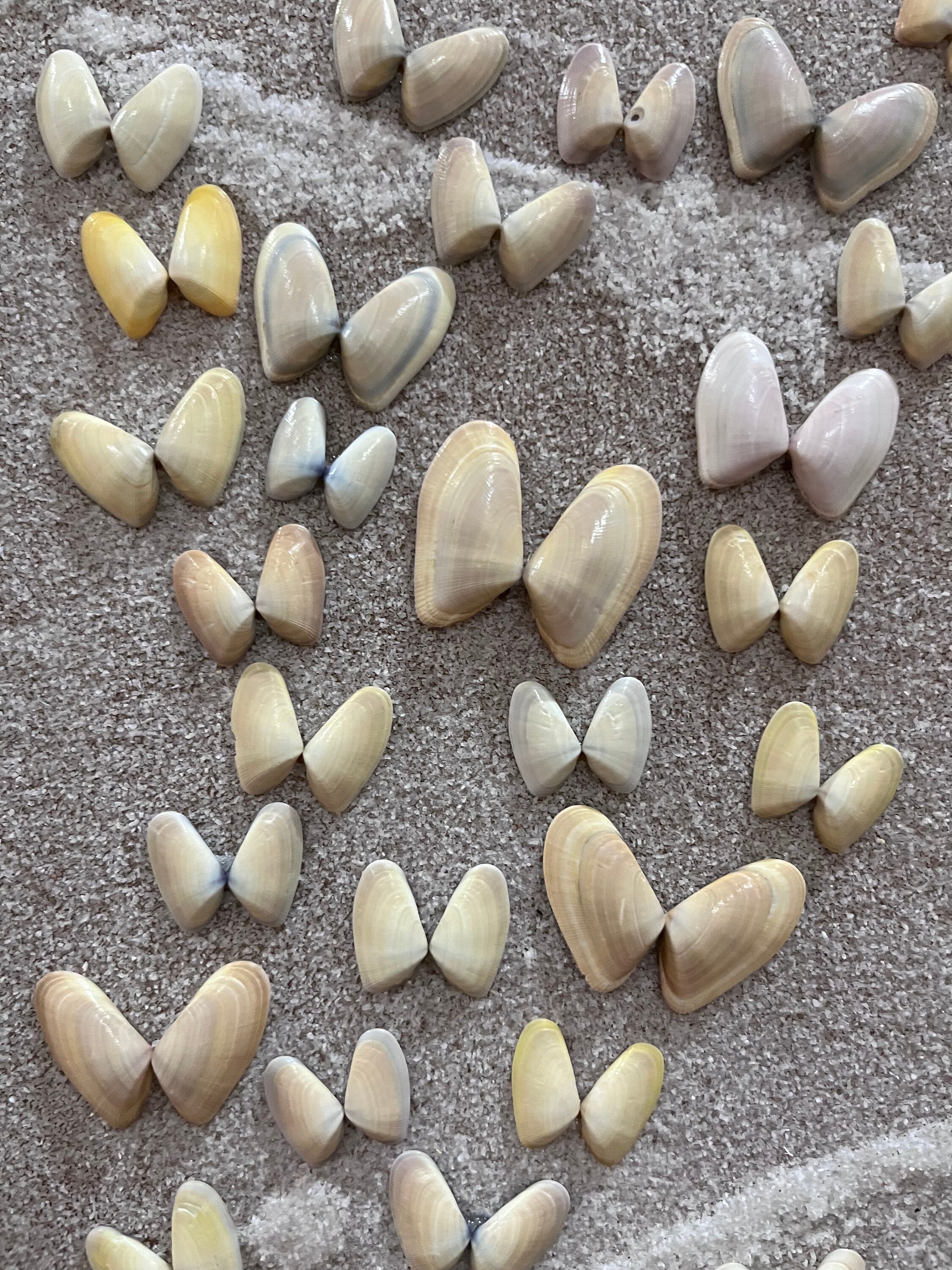 Seashell Art Framed Butterfly Art Mother's Day Gifts - Etsy