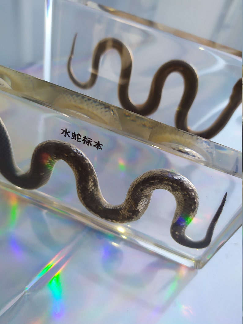 Snake Packed in Resin | Etsy
