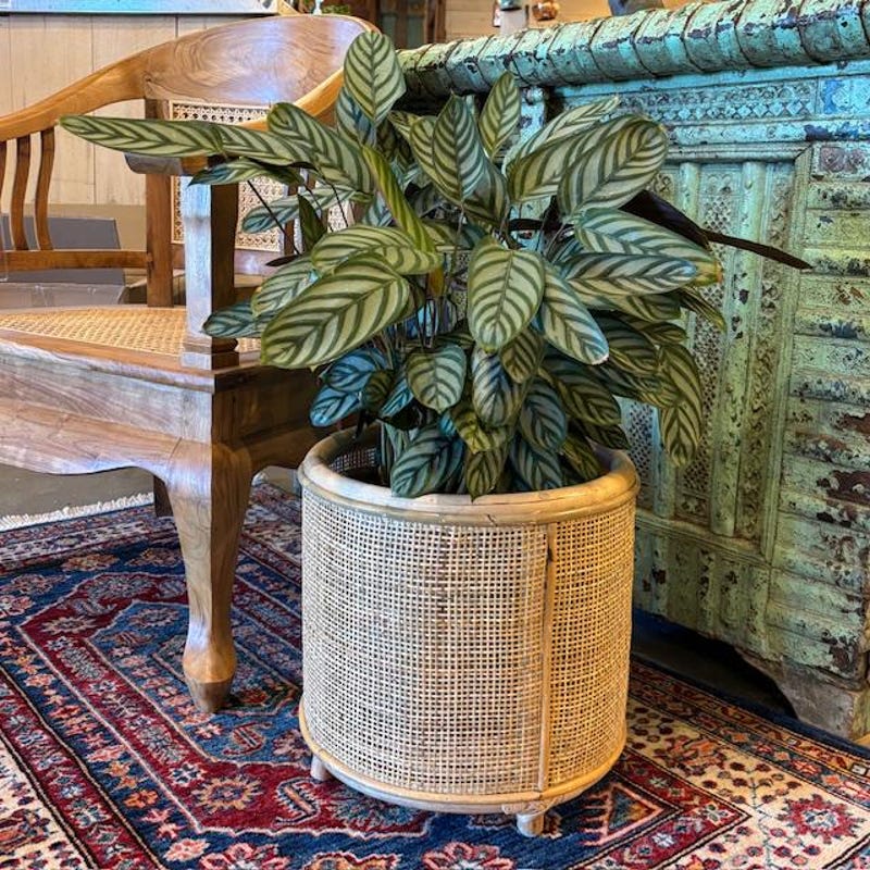 Beachy Pot Plant - Etsy