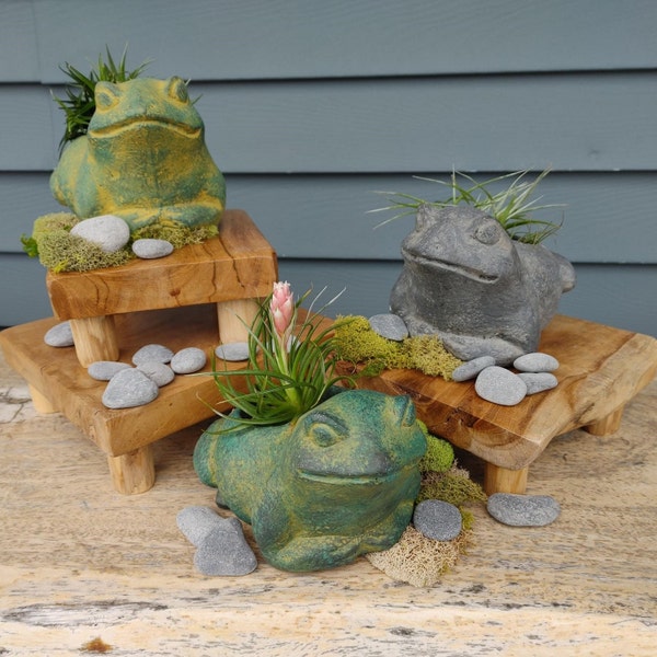 Frog Planter - Etsy