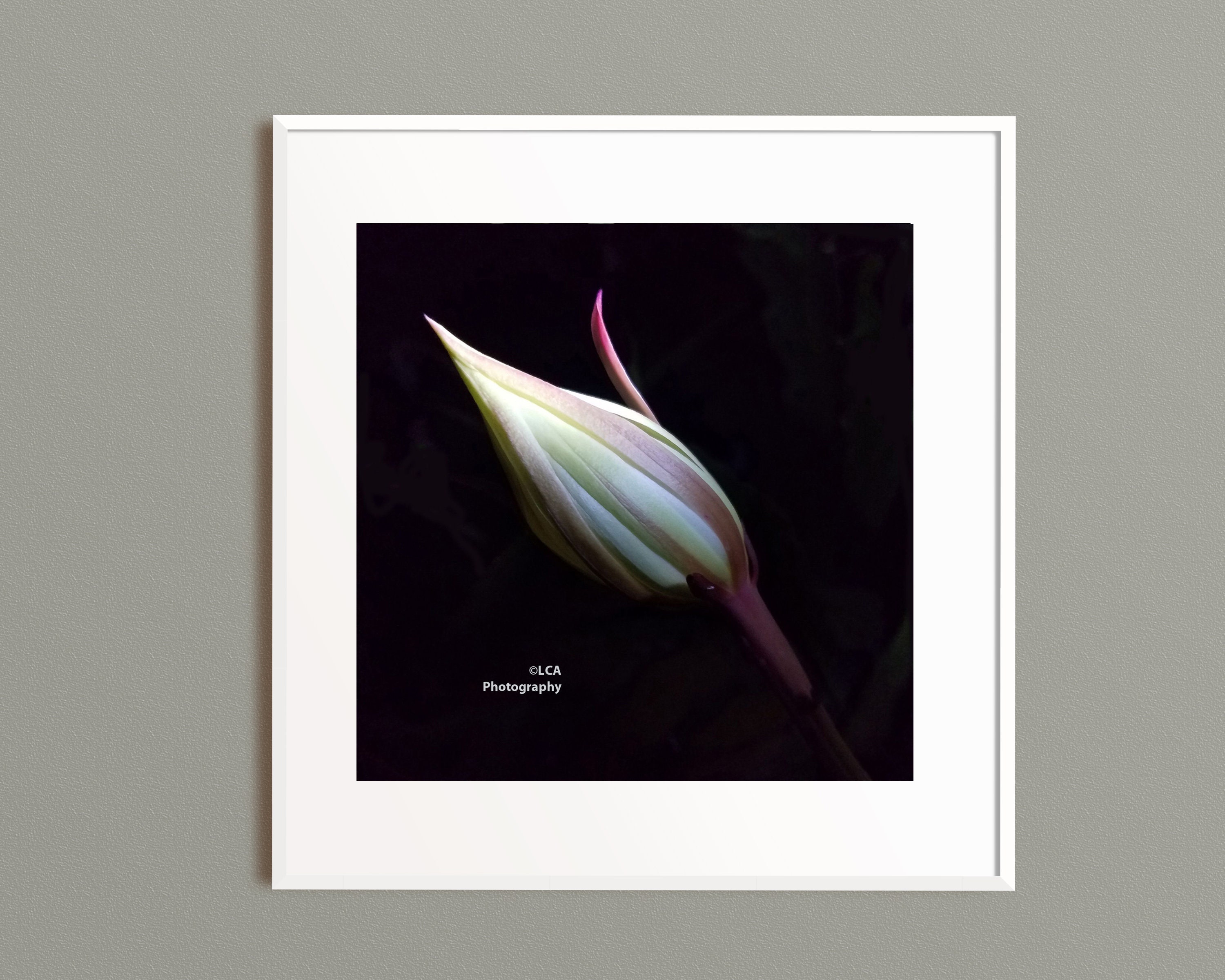 Cereus Flower Bud, Laguna Beach Photo, Flower Photography, Nature ...