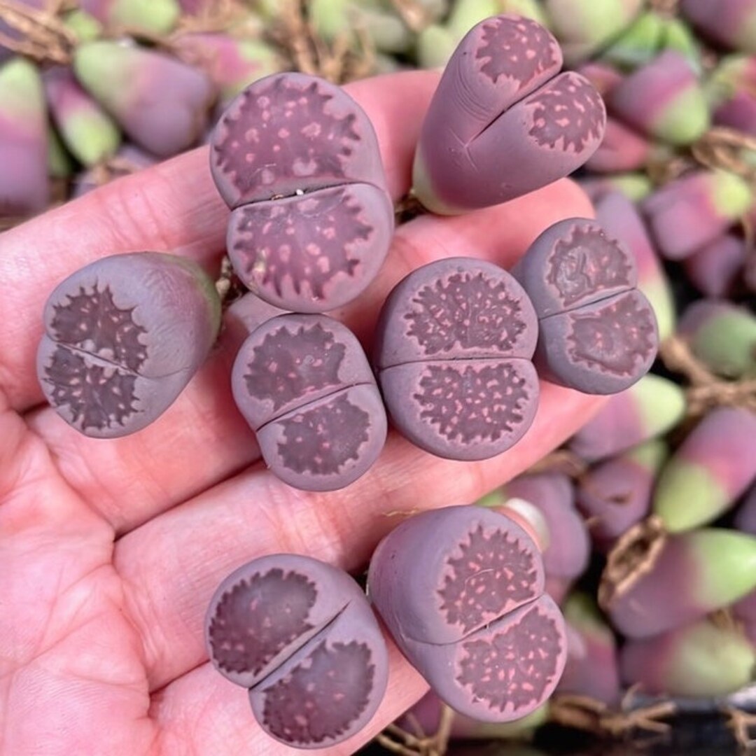 Rare Collection // Lithops // L. Salicola Satos Violet - Etsy Australia
