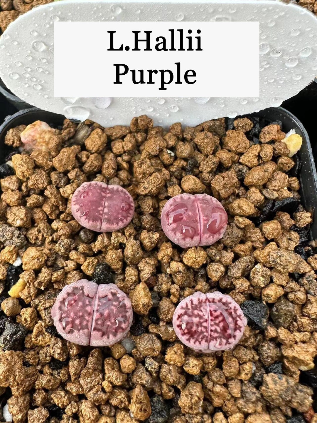 Rare Collection // Lithops // L.hallii Purple // 3 Years Old ...