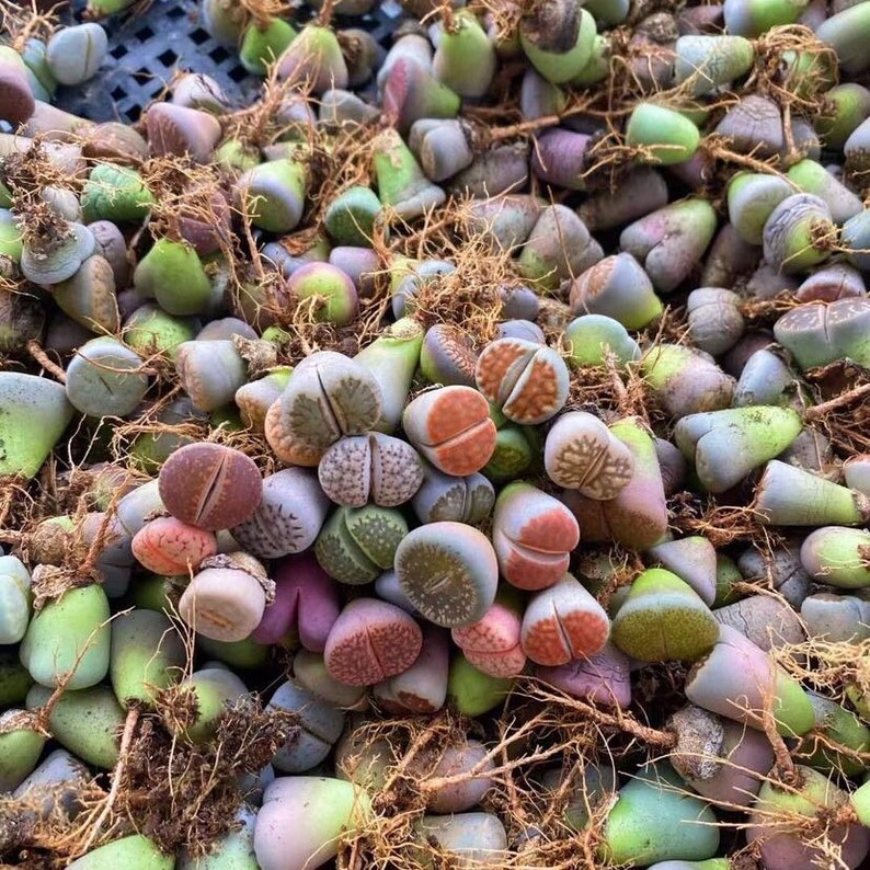 Radom Select // Bulk Lithops // 2 Years Old // Succulents - Etsy Australia