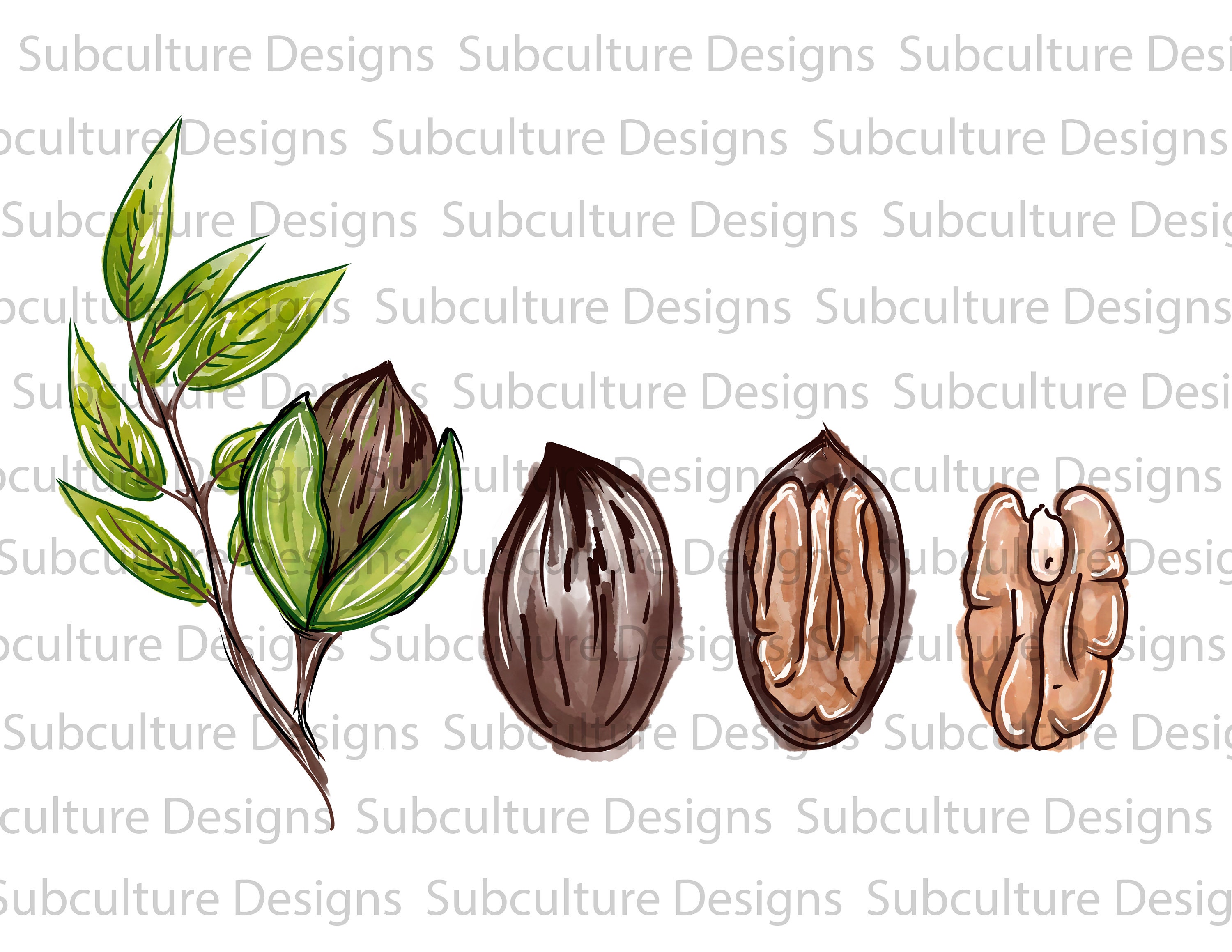 Pecan Tree Drawings