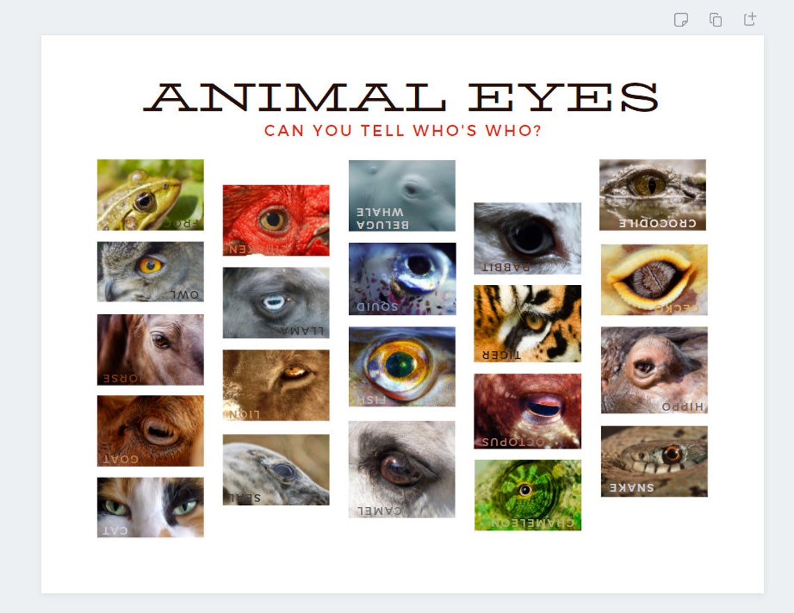 Animal Eyes Picture Poster Wall Art for Optometry - Etsy