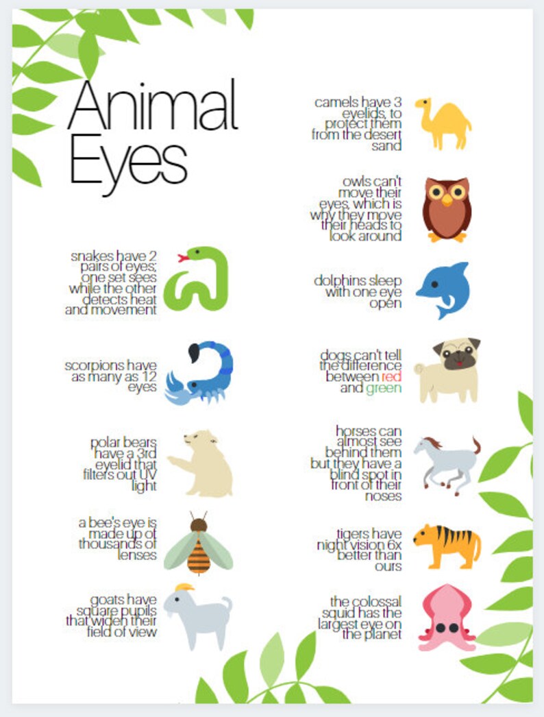 Animal Eye Facts Poster Wall Art for Optometry - Etsy