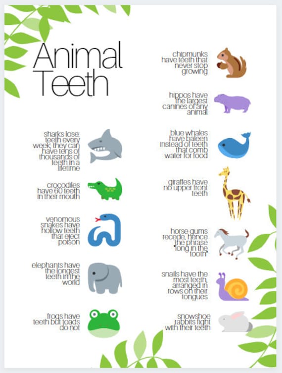 Animal Dental Poster