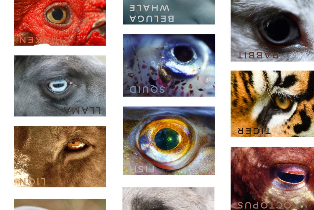 Animal Eyes Picture Poster Wall Art for Optometry | Etsy