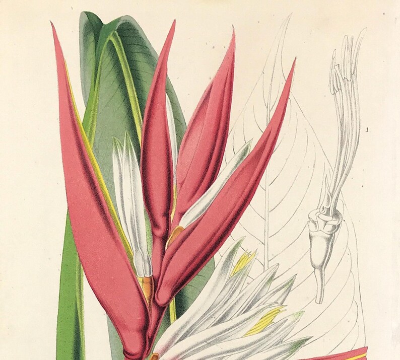 Heliconia Angusta Lobster Claws Garden Greenhouse Flowers by Van Houtte ...