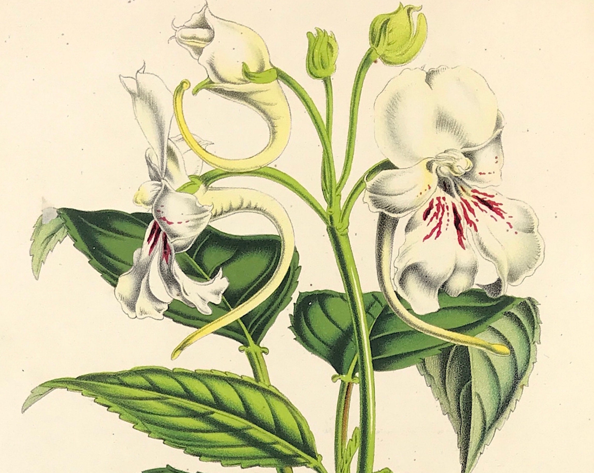 Impatiens Walleriana Drawing