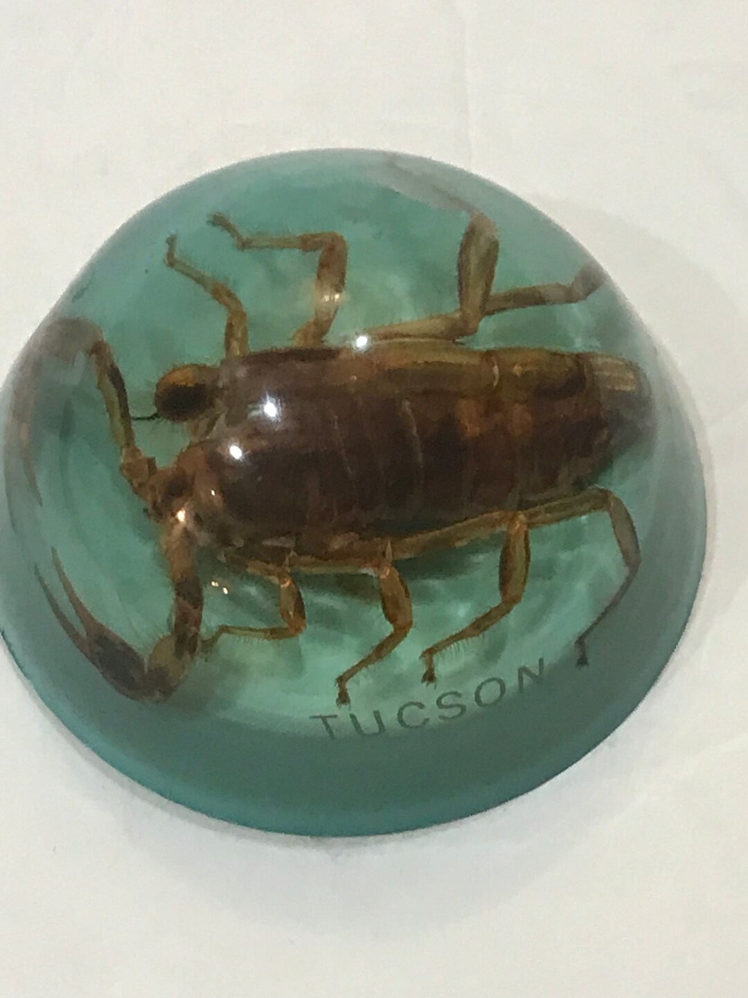Vintage Acrylic Resin Scorpion Paperweight - Etsy