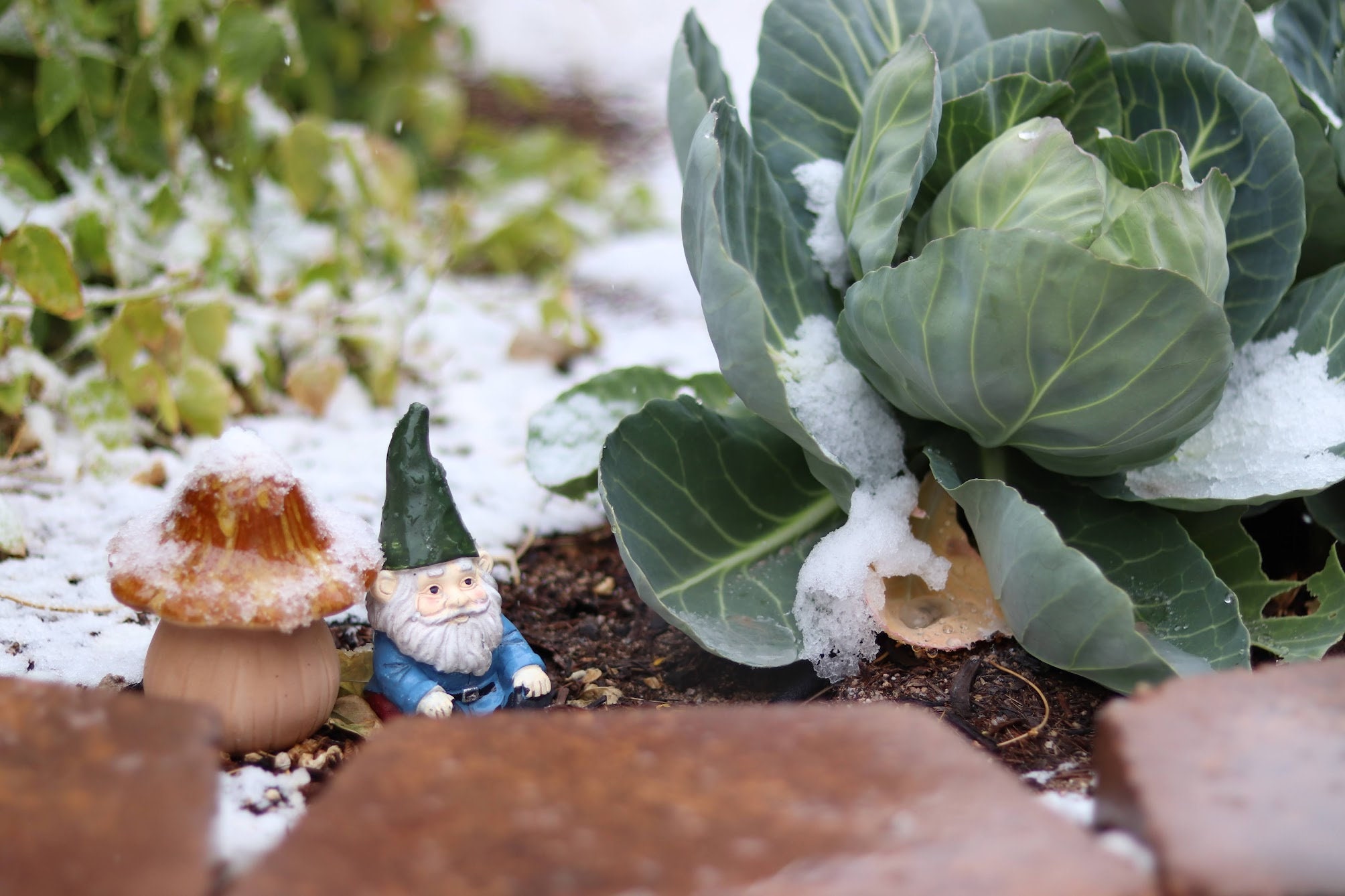 Snowy Gnome and Cabbage Garden Photo - Digital Download NOT PHYSICAL - Etsy