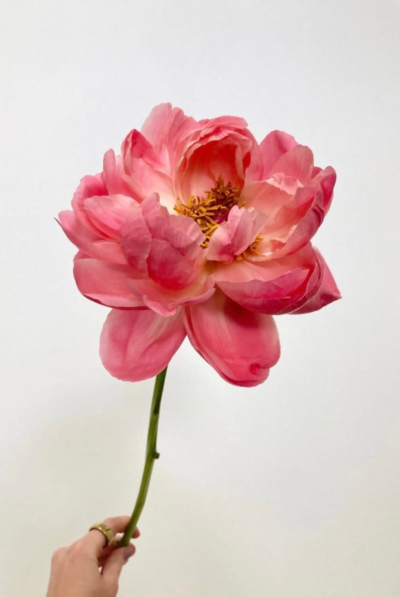 Coral Charm Peony Photo - Digital Download - Etsy
