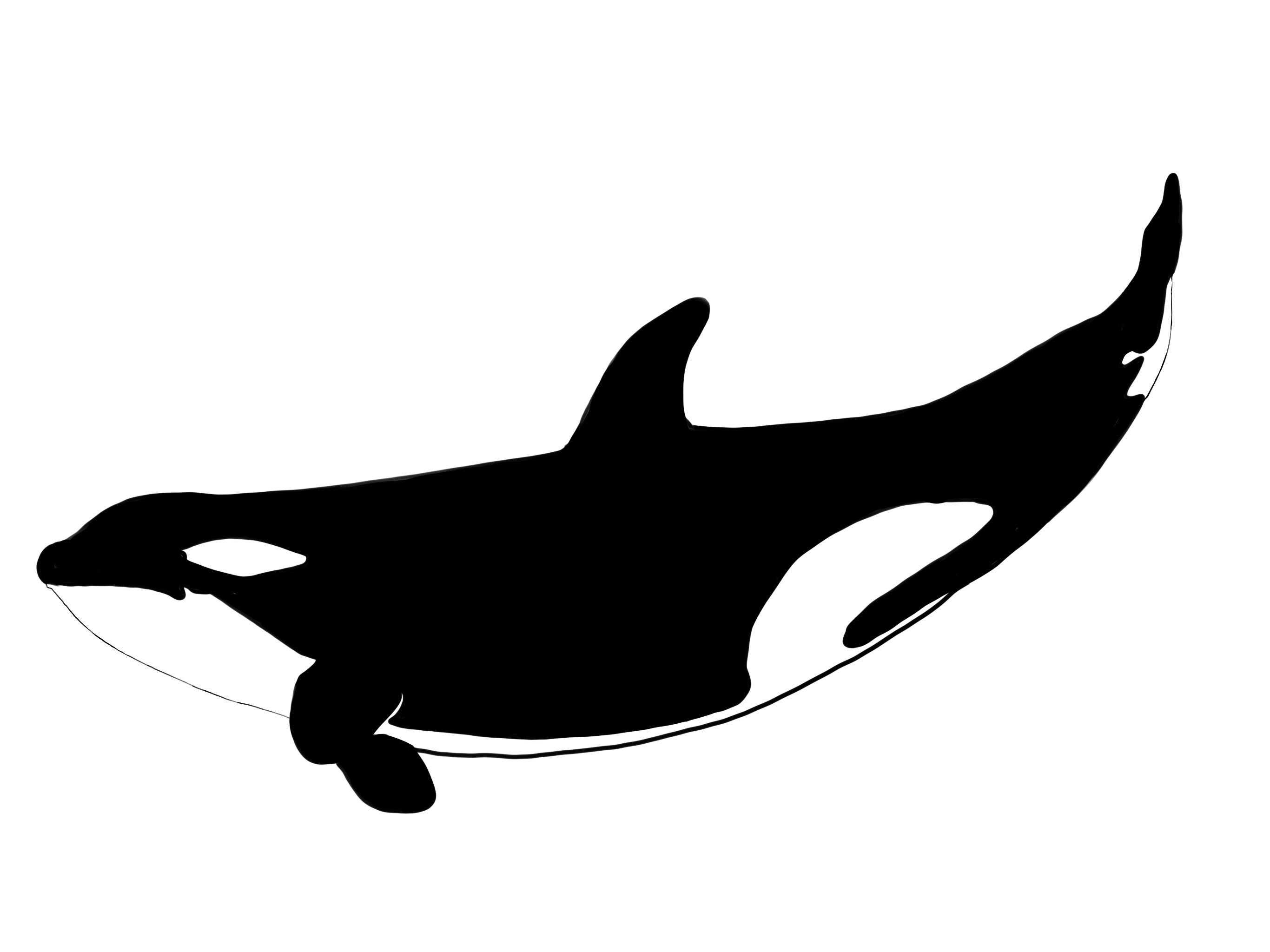 Rhinestone Orca Killer Whale Extra Large Tumbler, 40 Oz., Bling Water ...