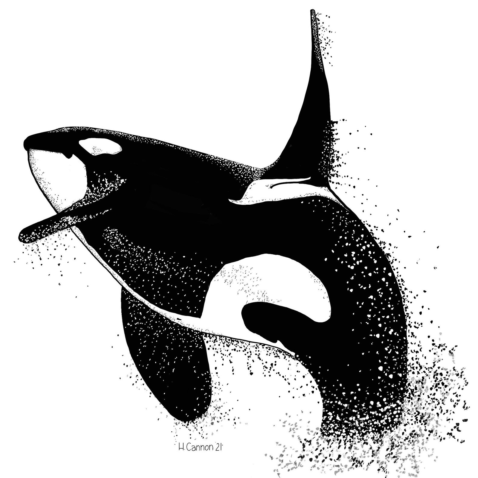 Orca Killer Whale Thank You or Blank Note Card J27 Blackberry, 3.5" X 5 ...